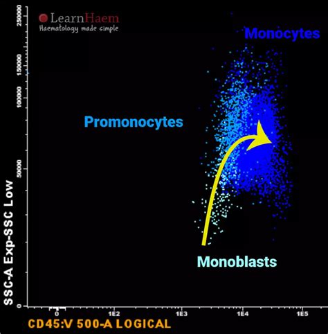 Normal Monocyte Maturation Learnhaem Haematology Made Simple
