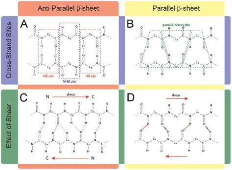 Beta Sheet Antiparallel Vs Parallel