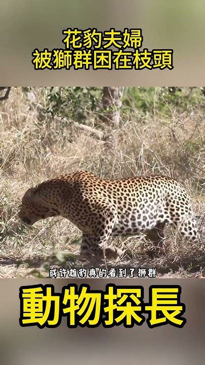 花豹夫婦被獅群困在枝頭，雄豹帶頭脫離險境動物世界 花豹 獅子 Youtube