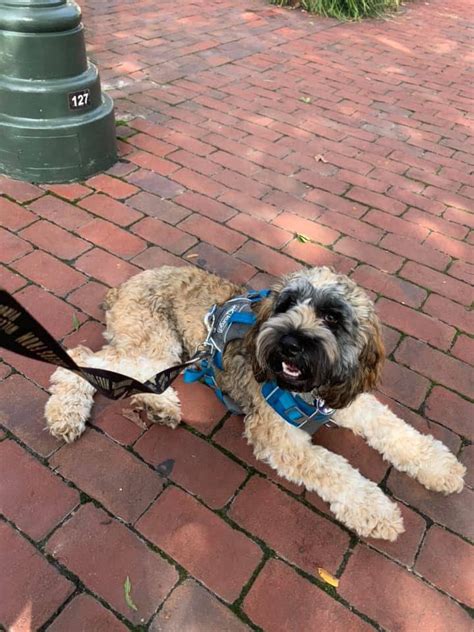 Beautiful Tri Colored Cockapoo 😍 Farm Raised Doodles