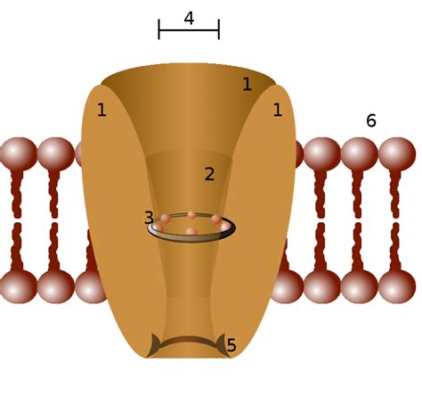 Membrane Ion Channel Selectivity