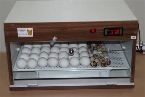 Murilo Carvalho Chocadeira De Ovo Modelos E Como Fazer Em Casa •【2020】