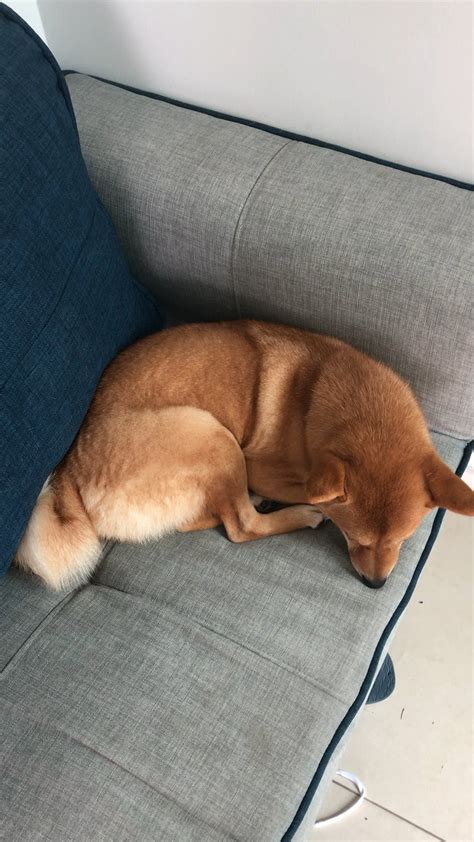 small heads up to reddit there s some issues with reddit videos over the last little while and