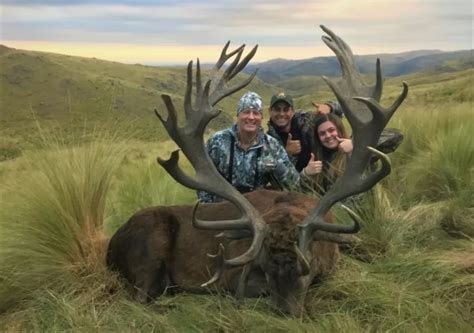 Pointer Big Game Red Stag