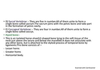 Axial Skeleton PDF Biological Sciences Science