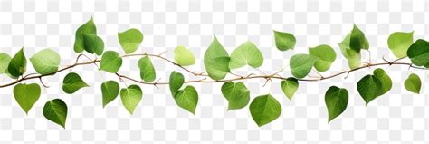 Leaf Divider Green Images Free Photos Png Stickers Wallpapers And Backgrounds Rawpixel