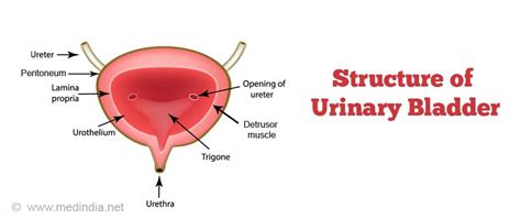 Bladder Diverticulum Causes Symptoms Diagnosis And Management
