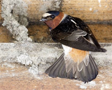Every Bird Rescued And Rehabilitated Is A Victory For Its Species