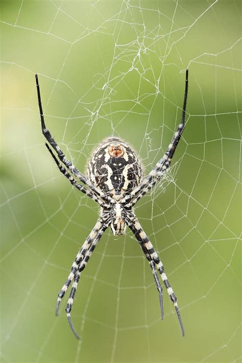 The Spider Species Argiope Aurantia Stock Image Image Of Araneae Arachnid 107603515