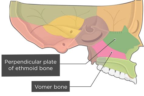 Vomer Bone Image Bones Of Viscerocranium Complete Anatomy