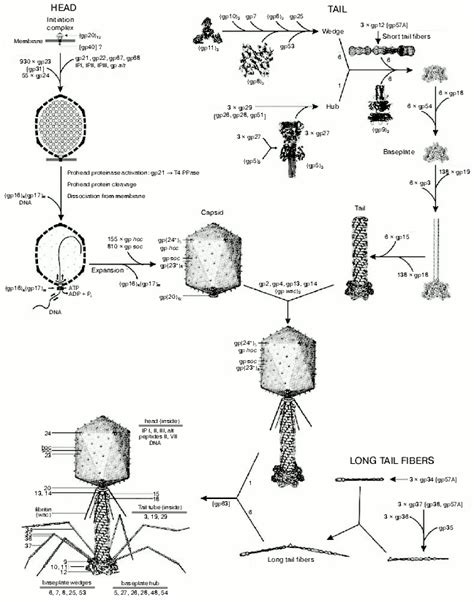 Bacteriophage T4 Bacteriophage T2 Coliphage T2 Coliphage T4