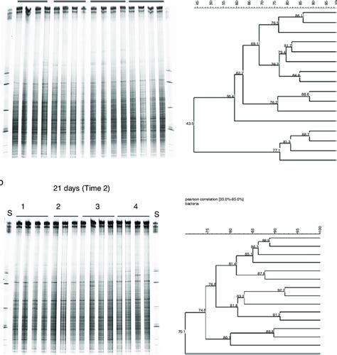 Comparison Of The Bacterial Community Structures By Dgge Based On Download Scientific Diagram
