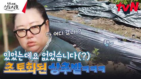 하루 만에 초토화된 언니네 텃밭🤣 작고 소중한 상추들로 해먹는 웰빙 아침 메뉴 〈참치 비빔밥〉 유료광고포함 Tvn 240822 방송 네이버 Tv