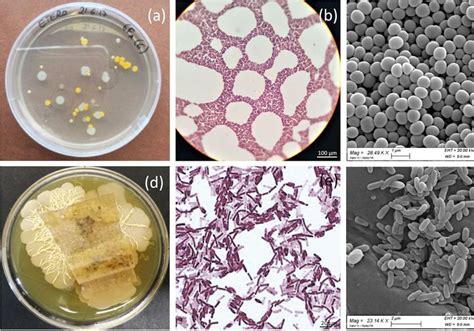 Image Of The Day Tiny Vandals The Scientist