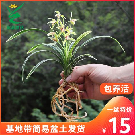矮小兰花哪个品种好养 矮种兰花品种推荐 矮细叶春兰品种 大山谷图库