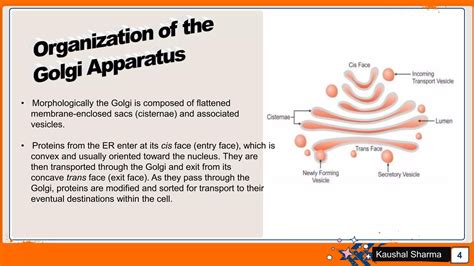 Protein Sorting And Transport Through Golgi Complex Pptx