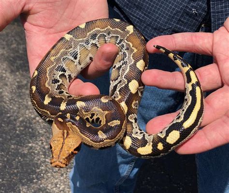 BLOOD PYTHON CH 1