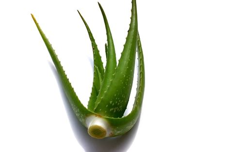 알로에 베라 식물 흰색 배경에 고립 알로에는 선인장과 같은 식물로 덥고 건조한 기후에서 자랍니다 역사적으로 알로에 피부 조건에 사용 되었습니다 및 대머리 개선 하기 위해