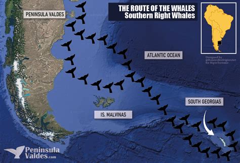 Whale Migration Routes Fisch