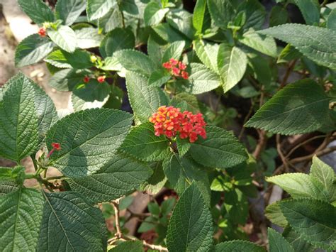 Xiaomi Redmi Review Gadgets