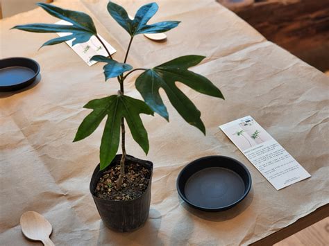 【open Muji】 「여백이 만드는 아름다움」 황칠나무 가드닝 워크숍 이벤트 Muji