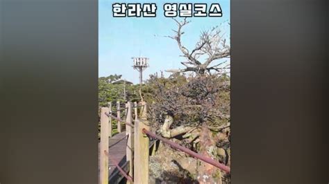 한라산국립공원 예약 필요없이 윗세오름까지 편하게 다녀왔어요 영실탐방로 네이버 Tv