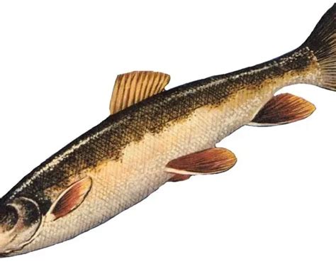 Longnose Sucker Facts Diet Habitat And Pictures On Animaliabio