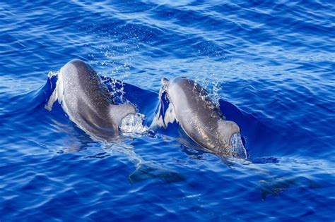 How Do Dolphins Communicate 15 Amazing Facts