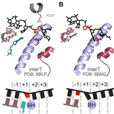 Structures Of The Active Center Of Rnap Ii With The Ap Site In Either Download Scientific