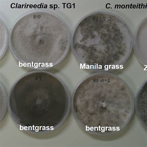 Virulence Of Clarireedia Spp To Bentgrass And Zoysia Grass Download