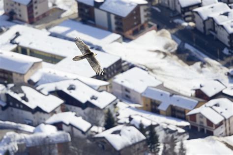 스위스 알프스의 한 마을 위의 높은 고도에서 급증하는 수염독수리 갈고리 발톱에 대한 스톡 사진 및 기타 이미지 갈고리 발톱 겨울 고산 기후 Istock