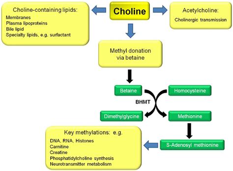 Simplified Scheme To Show The Roles Of Choline And Its Metabolites