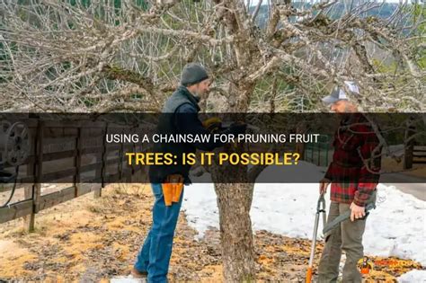 using a chainsaw for pruning fruit trees is it possible shuntool