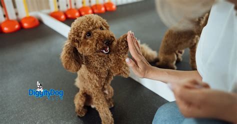 Essential Training Tips For A Well Behaved Pet Diggity Dog Blog