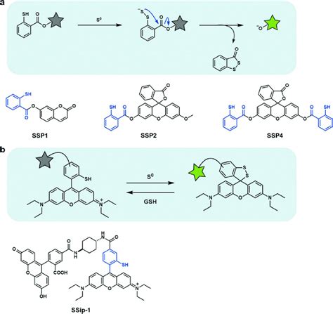 Fluorescent Probes Based On Sulfane Sulfur Attachment To Thiol A
