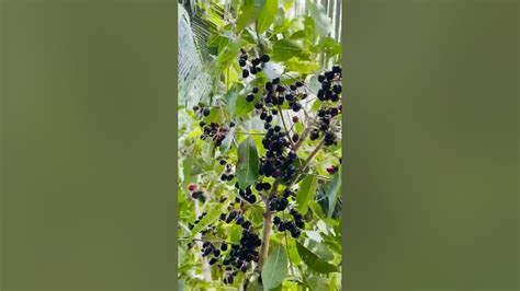 আল্লাহর দেয়া নেয়ামত। ছোট এক গাছে কতগুলো জাম। Youtube