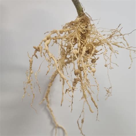 Pest In Plant Object Detection Dataset By Detection Pests In Plant