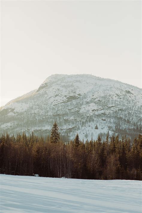 전경에 나무가 있는 눈 덮인 산 사진 Unsplash의 무료 나무 이미지