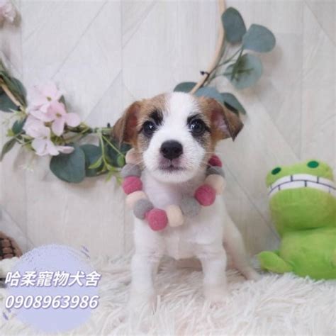 哈柔寵物犬舍 傑克羅素