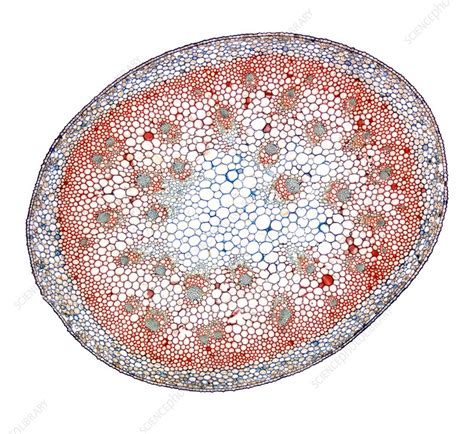 Lily Stemlight Micrograph Stock Image F0029982 Science Photo