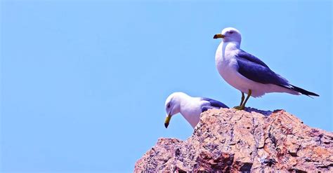 Birds Landscape Nature Relaxation Scenery Sea Seagull Sky 갈매기 경치 경치가 좋은 관찰 깃털 날개