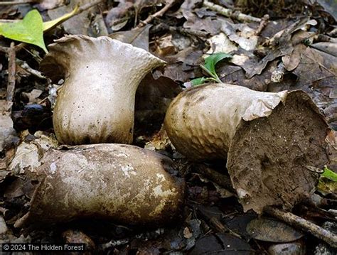 Lycoperdon Excipuliforme