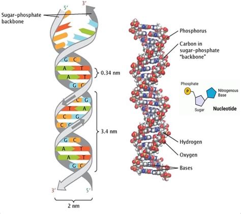 Double Helix Structure Of Dna Which Comprises Complementary Nitrogen