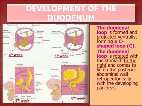 Ppt Development Of The Foregut 2 Powerpoint Presentation Free Download Id 2326211