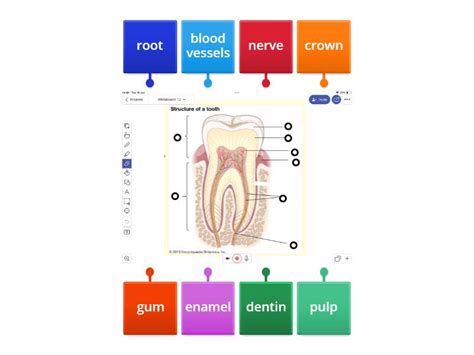 Structure Of A Tooth Labelled Diagram