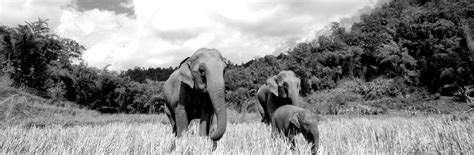 Postgresql Integrar Con Wamp Y Xampp En Tu Servidor Local