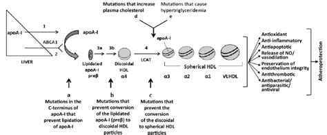 The Pathway Of Hdl Biogenesis And Functions Of Hdl A E Represent Sites