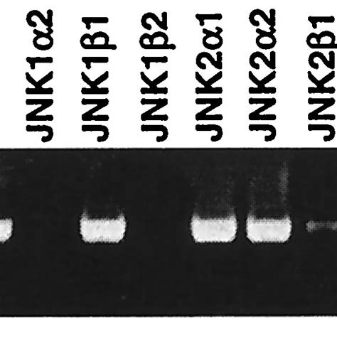 Rt Pcr Of Jnk Isoforms In Thp 1 Cells Thp 1 Cells Were Differentiated Download Scientific