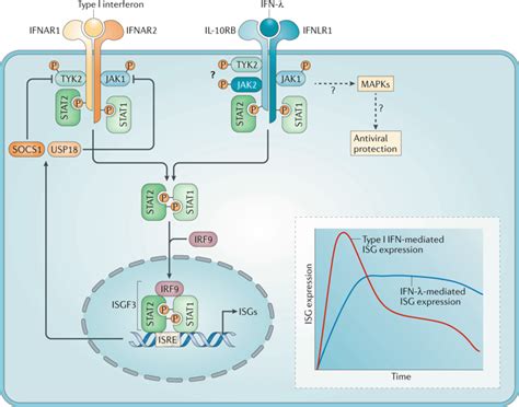 Interferon λ Orchestrates Innate And Adaptive Mucosal Immune Responses