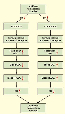Answered Explain The Role Of Each Buffer System Bartleby